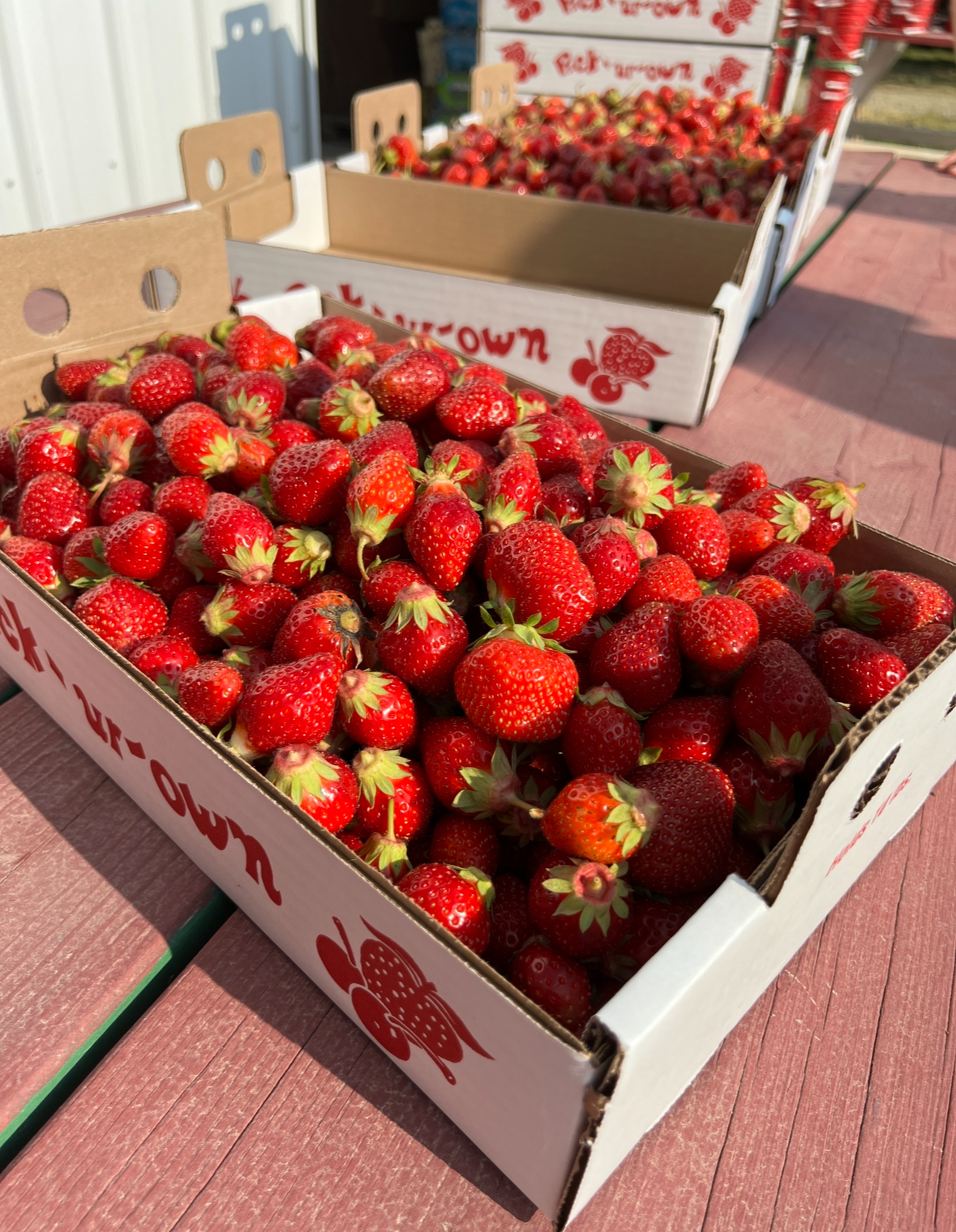 Meckley's Orchard
